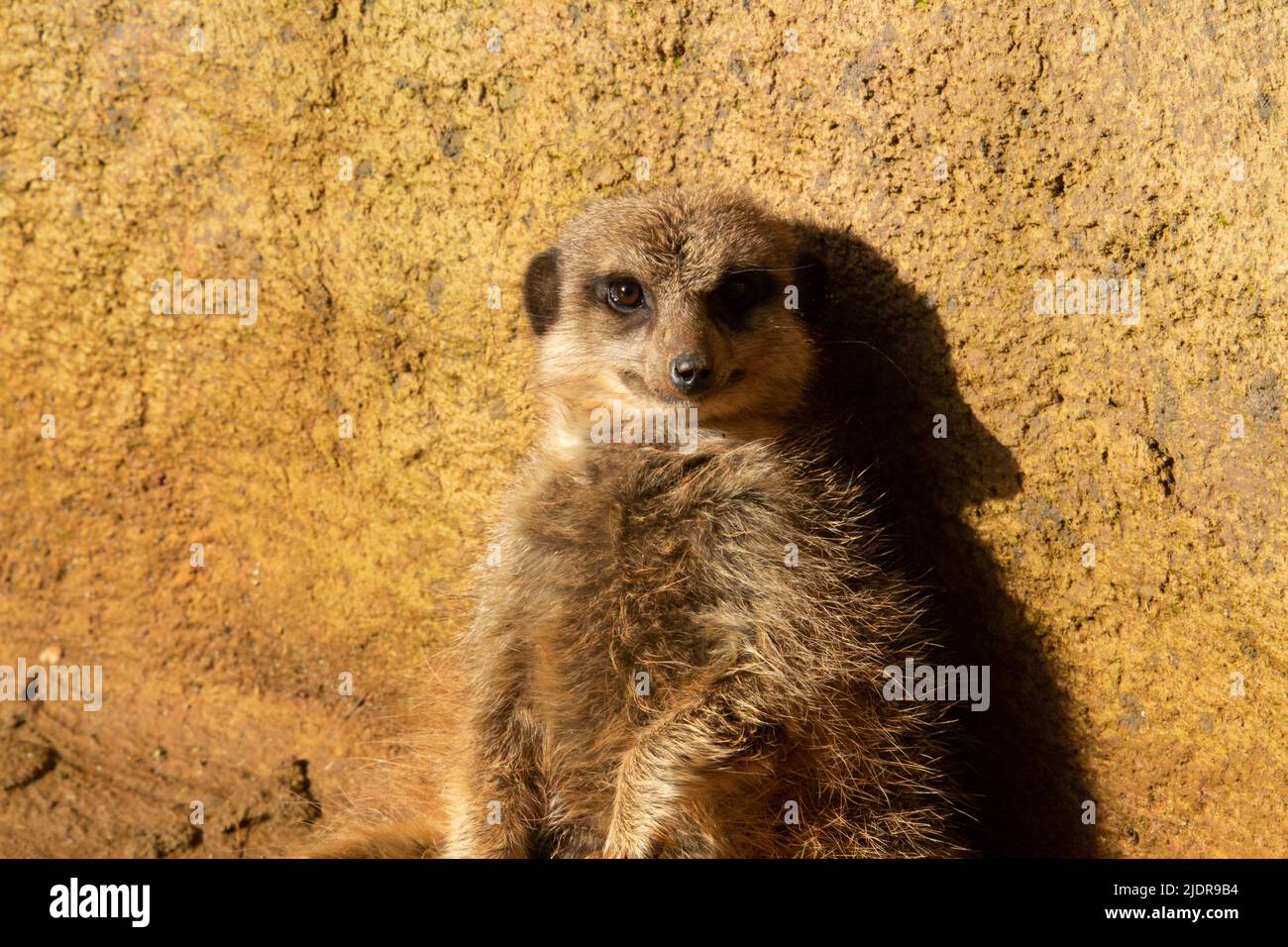 Slender tailed meerkat (Suricata suricatta) a single slender tailed ...