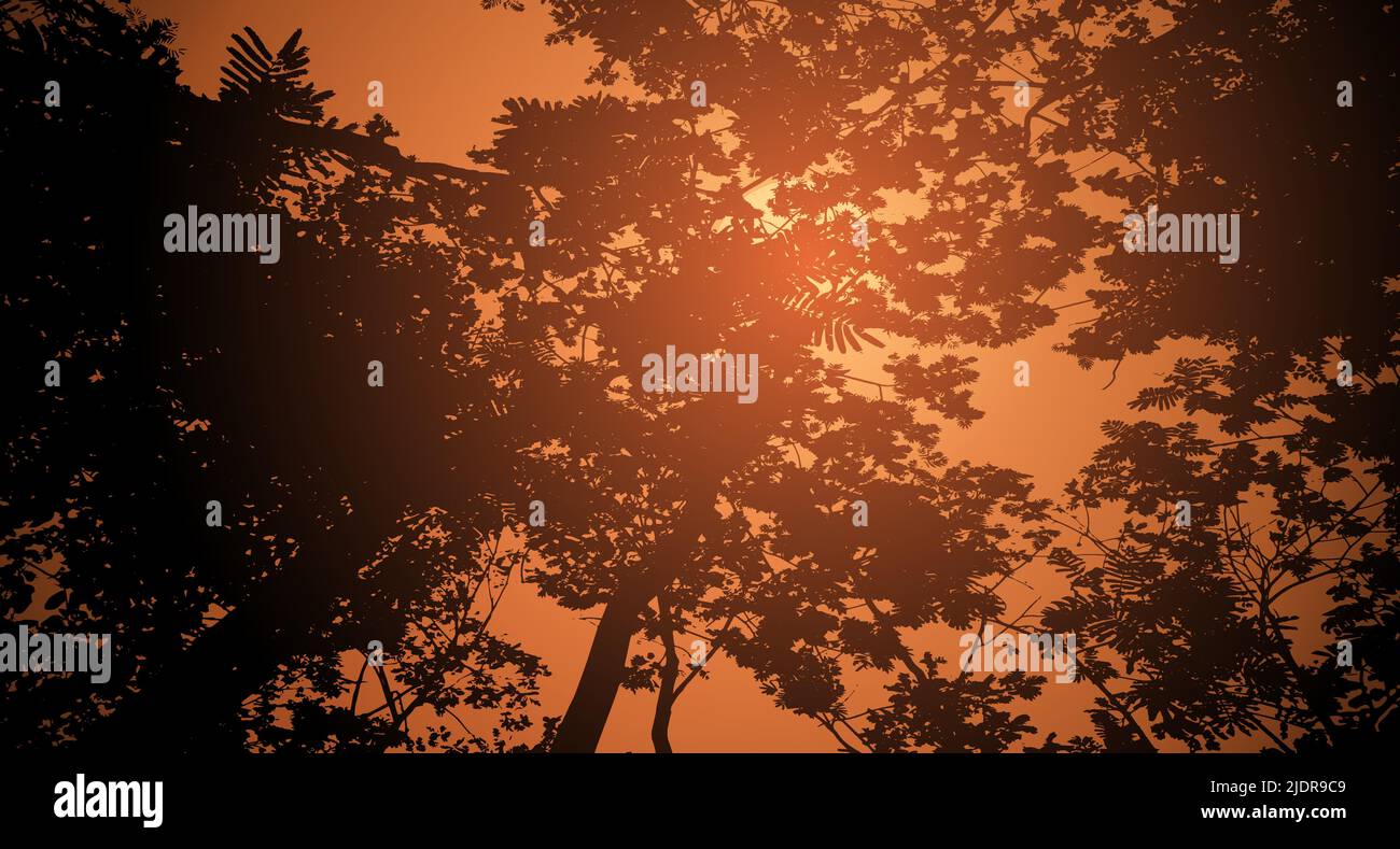 Sunset in the forest, beautiful landscape, big sun, forest silhouette ...