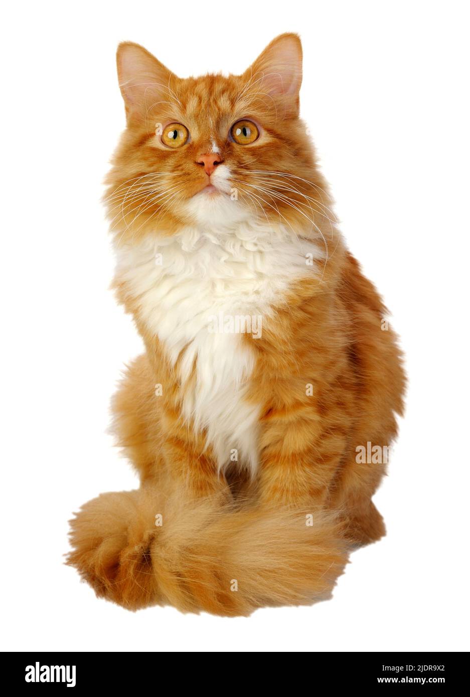 Ginger fluffy cat with white fur on the chest, isolated on a white ...