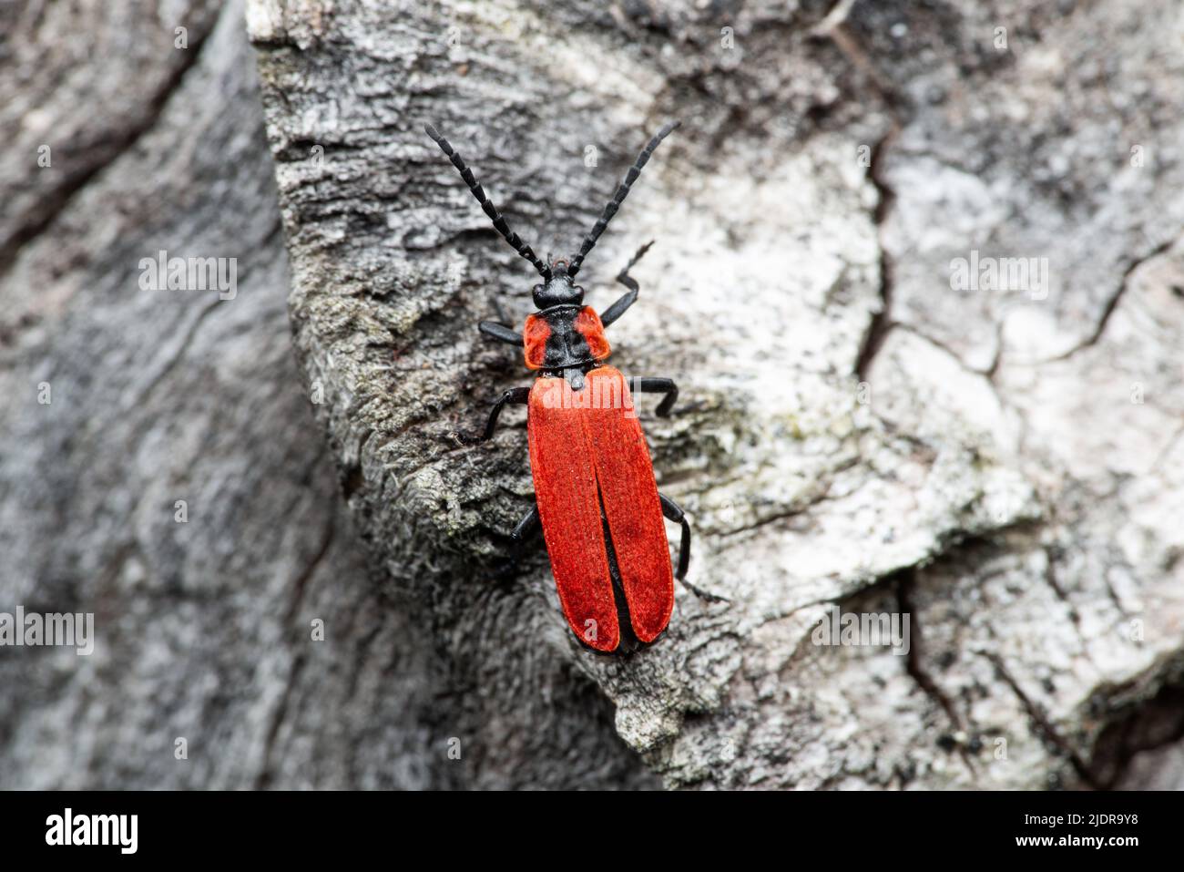 Black winged beetle hi-res stock photography and images - Alamy