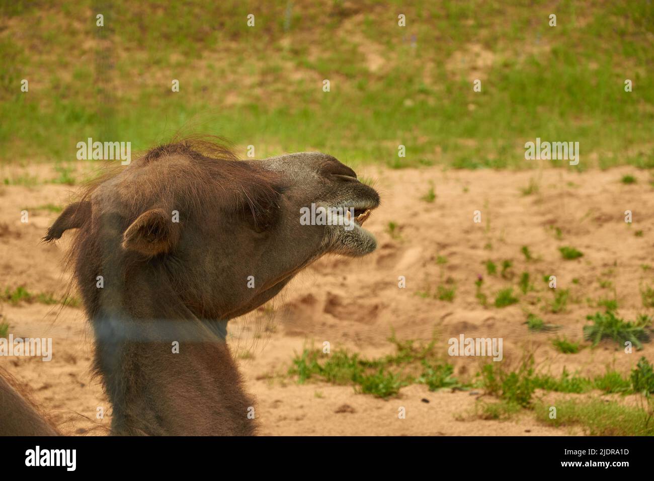 Domestic bactrian camel. Portrait of a domestic double-humped camel ...