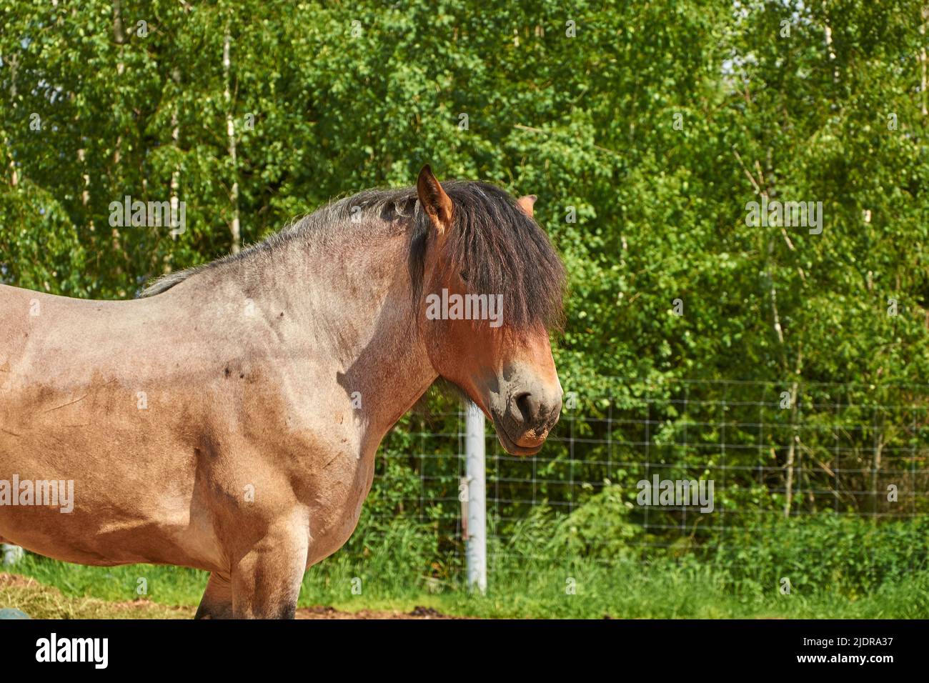 Belgian draught horse hi-res stock photography and images - Alamy