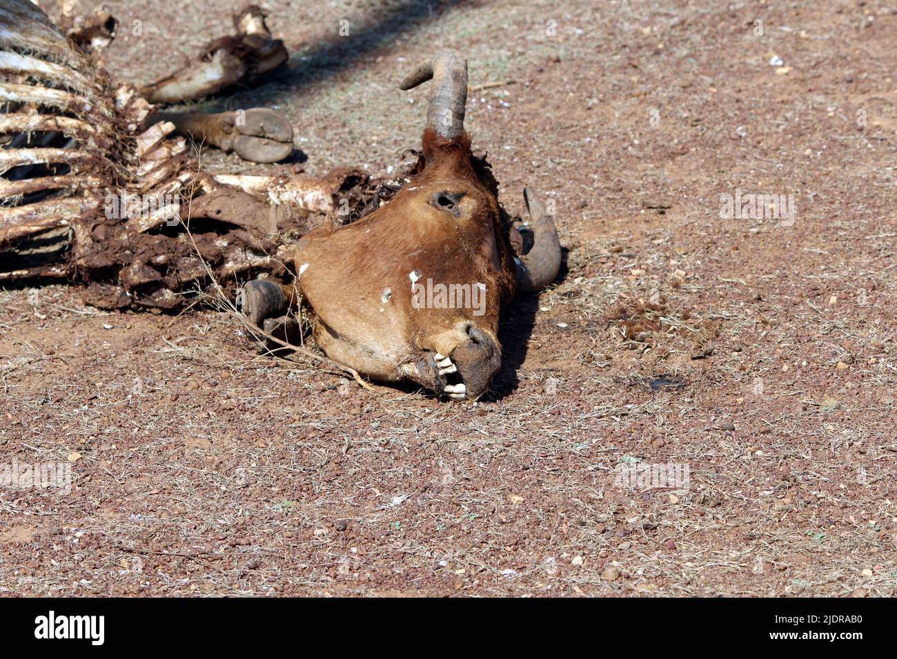 Dead body on floor hi-res stock photography and images - Alamy