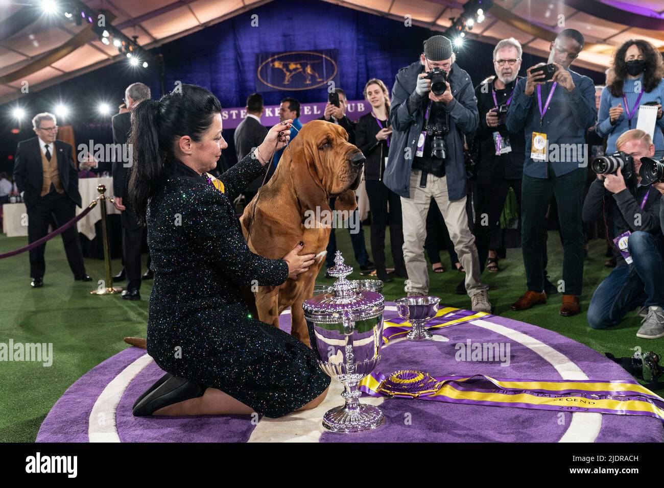 Tarrytown, USA. 22nd June, 2022. Bloodhound named Trumpet won Best in ...