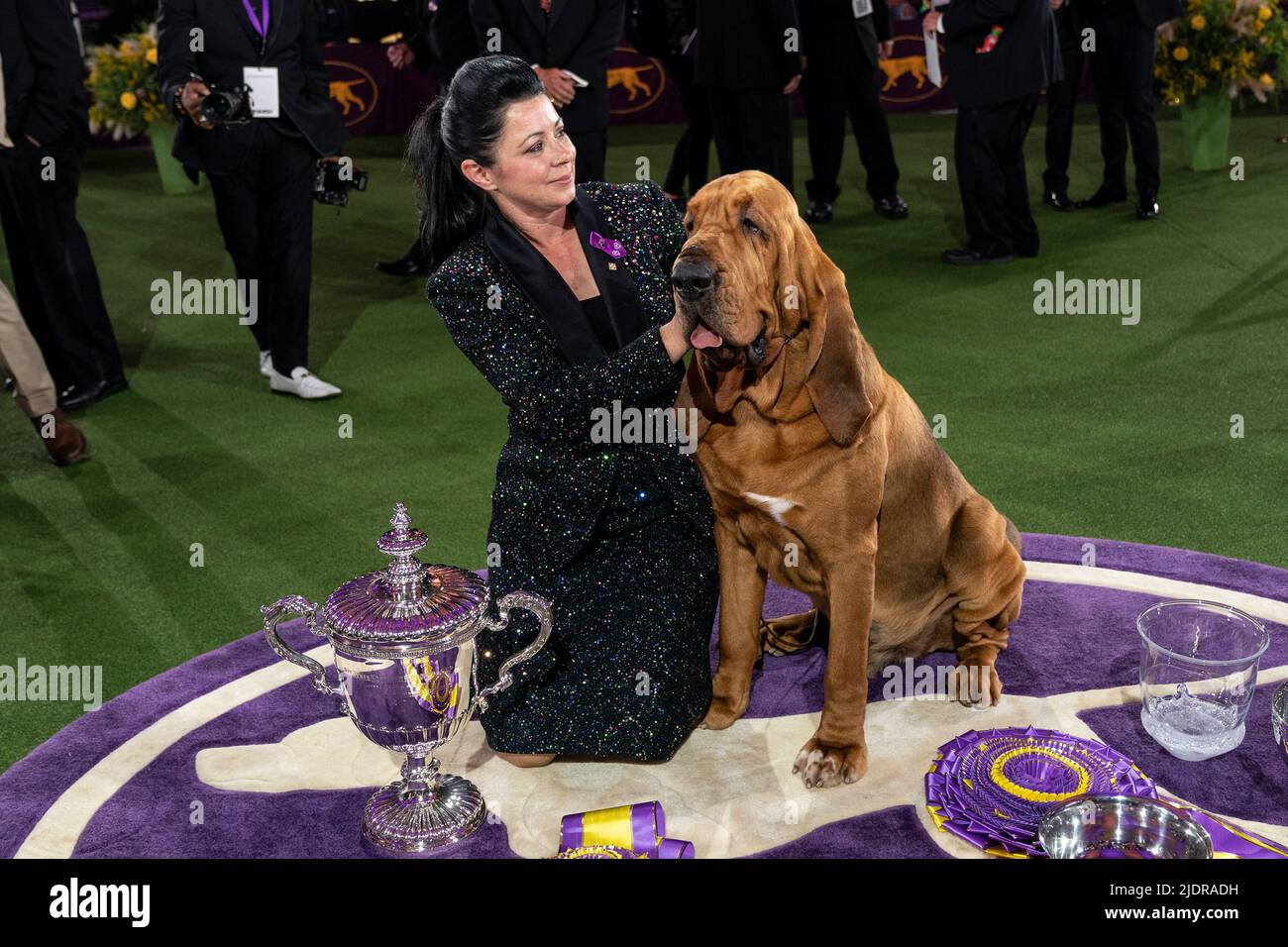 Tarrytown, USA. 22nd June, 2022. Bloodhound named Trumpet won Best in ...