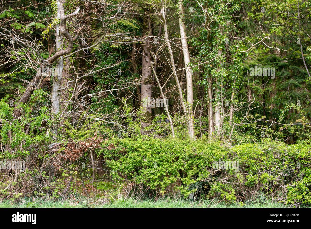 Close up abstract texture background of natural growing rustic trees ...