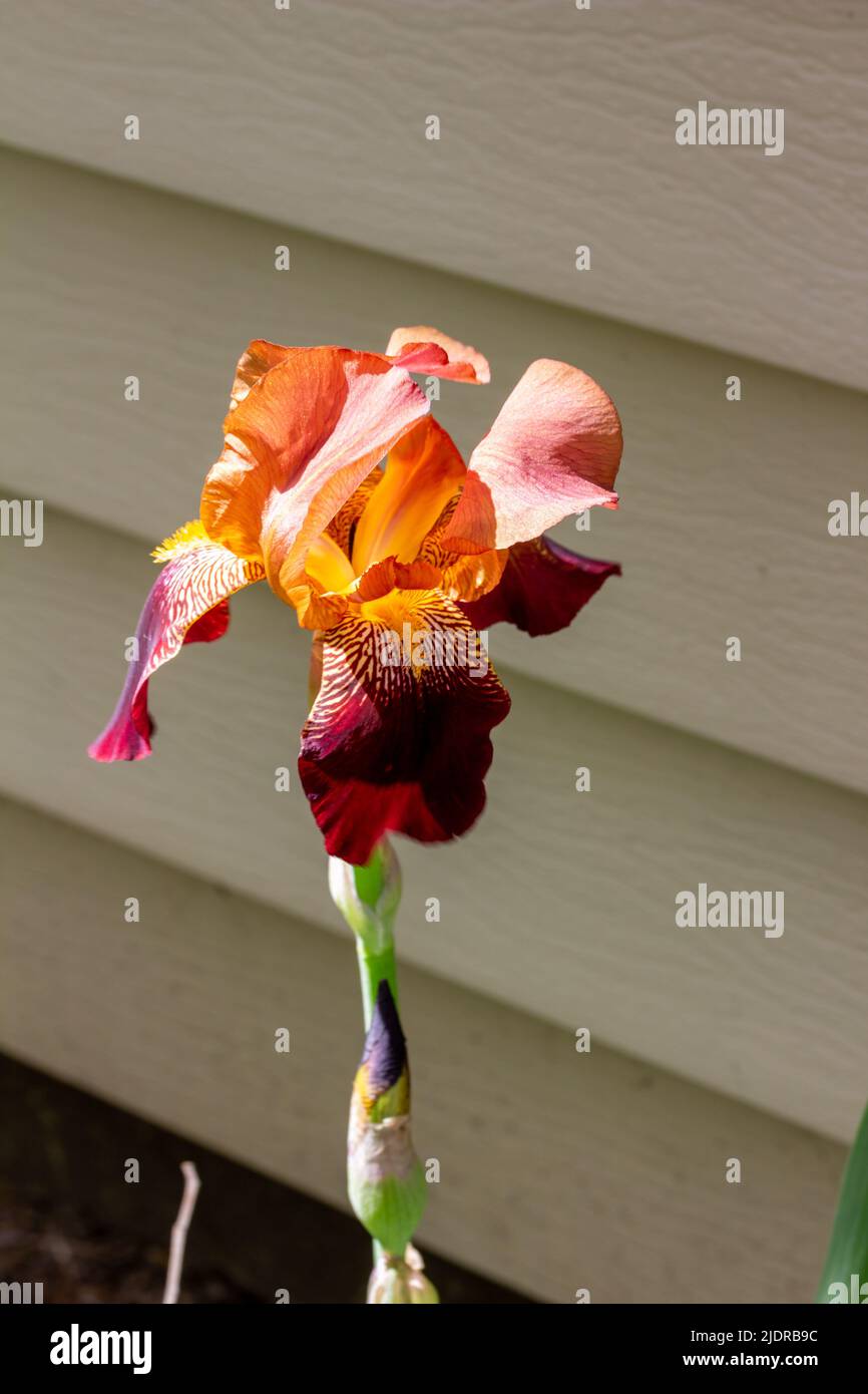 Close up outdoor view of a single crimson red color bearded iris flower ...