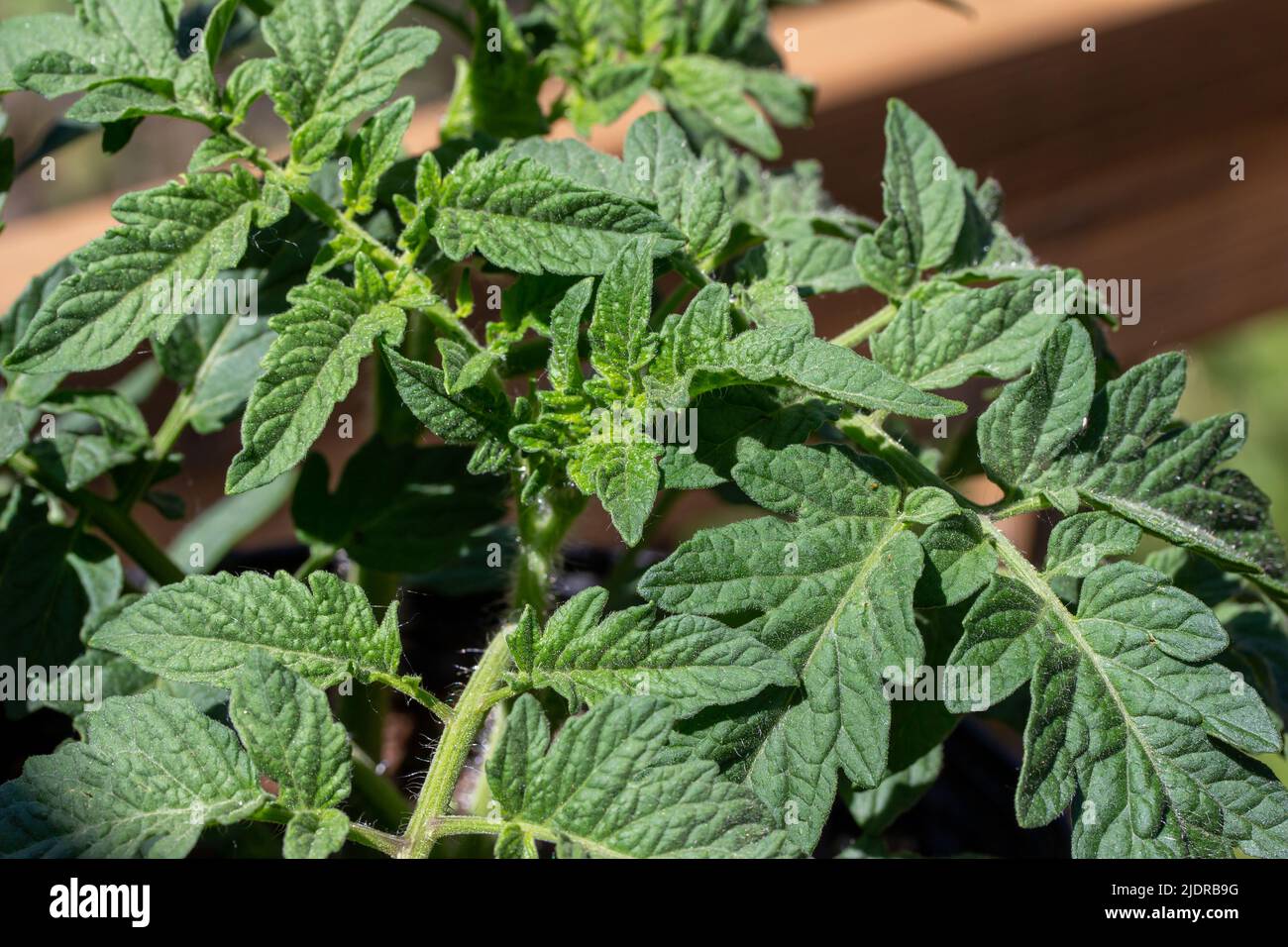 Close up view of a growing potted tomato plant with deep green foliage ...
