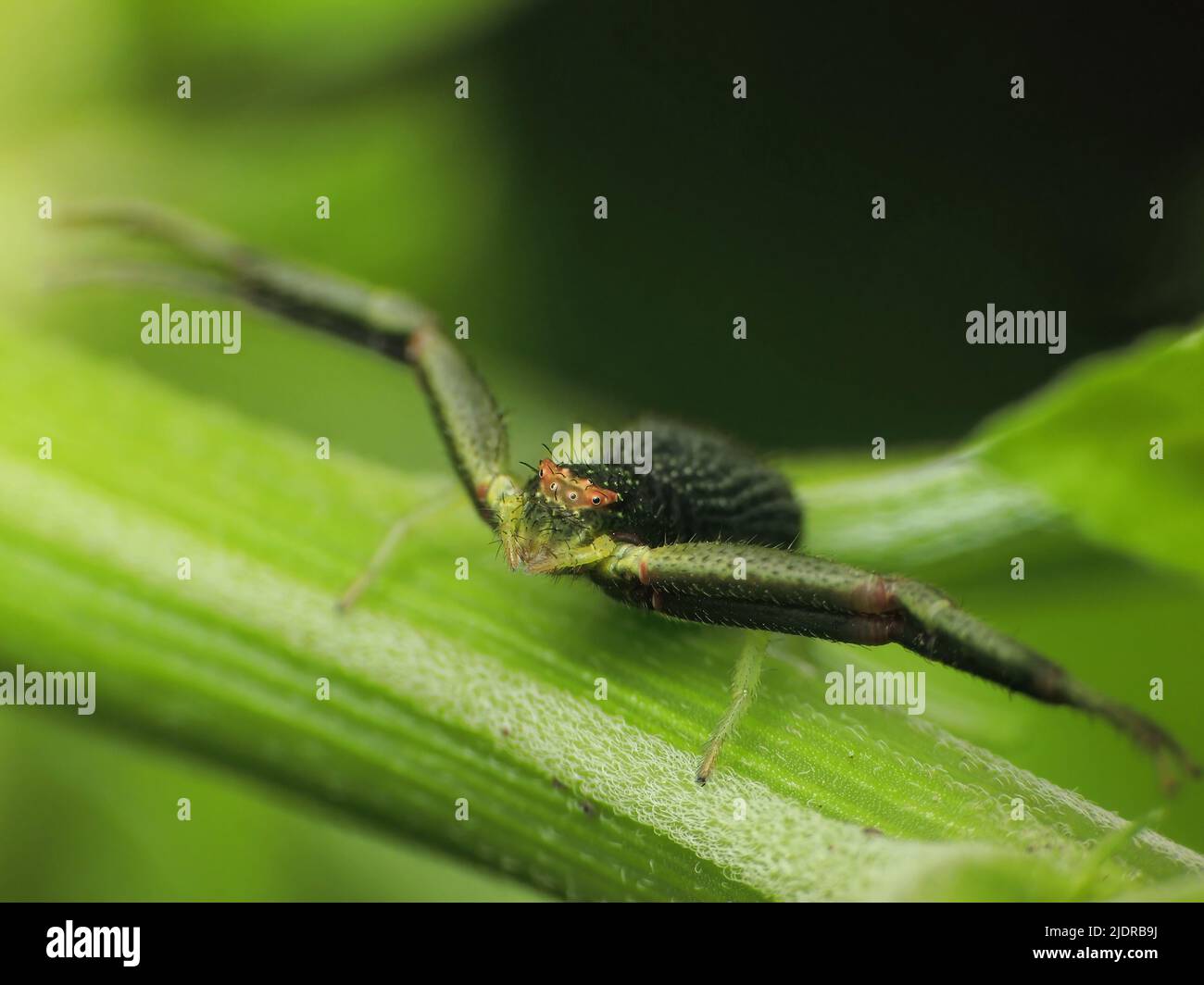 close-up of insects wildlife around the garden Stock Photo - Alamy