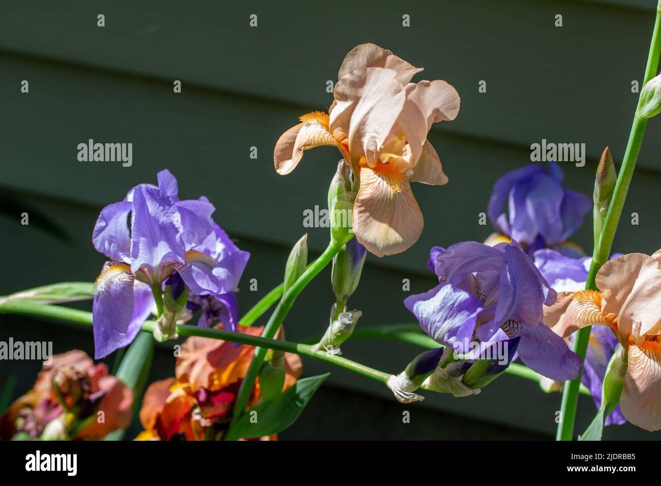 Close up garden view of pink and violet blue color bearded iris flowers ...