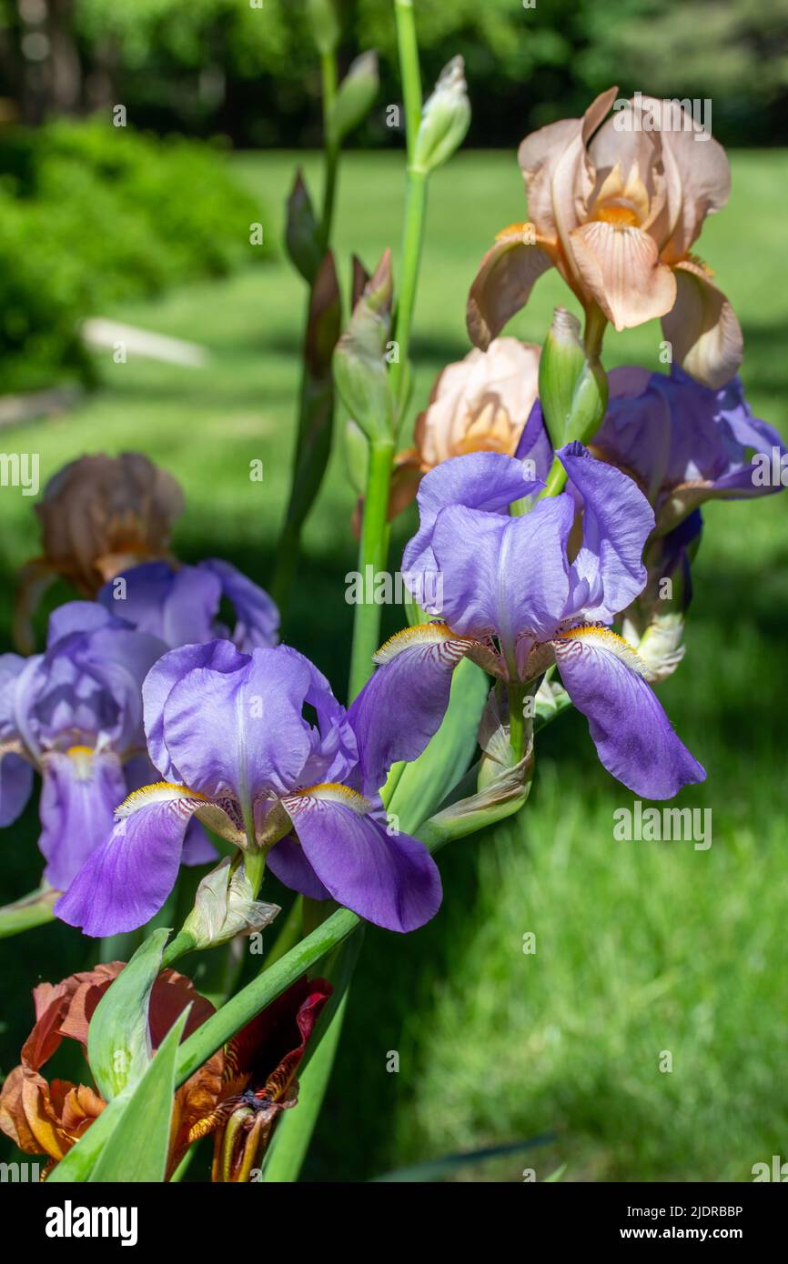Close up garden view of pink and violet blue color bearded iris flowers ...
