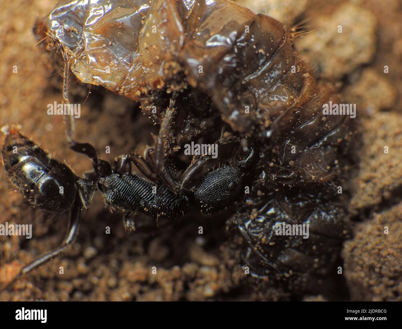 close-up of insects wildlife around the garden Stock Photo - Alamy