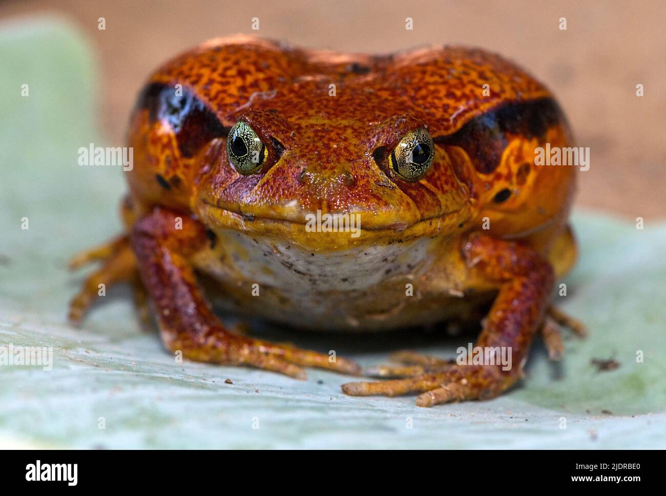 Madagascar tomato frog (Dyscophus antongilii), eastern Madagascar ...