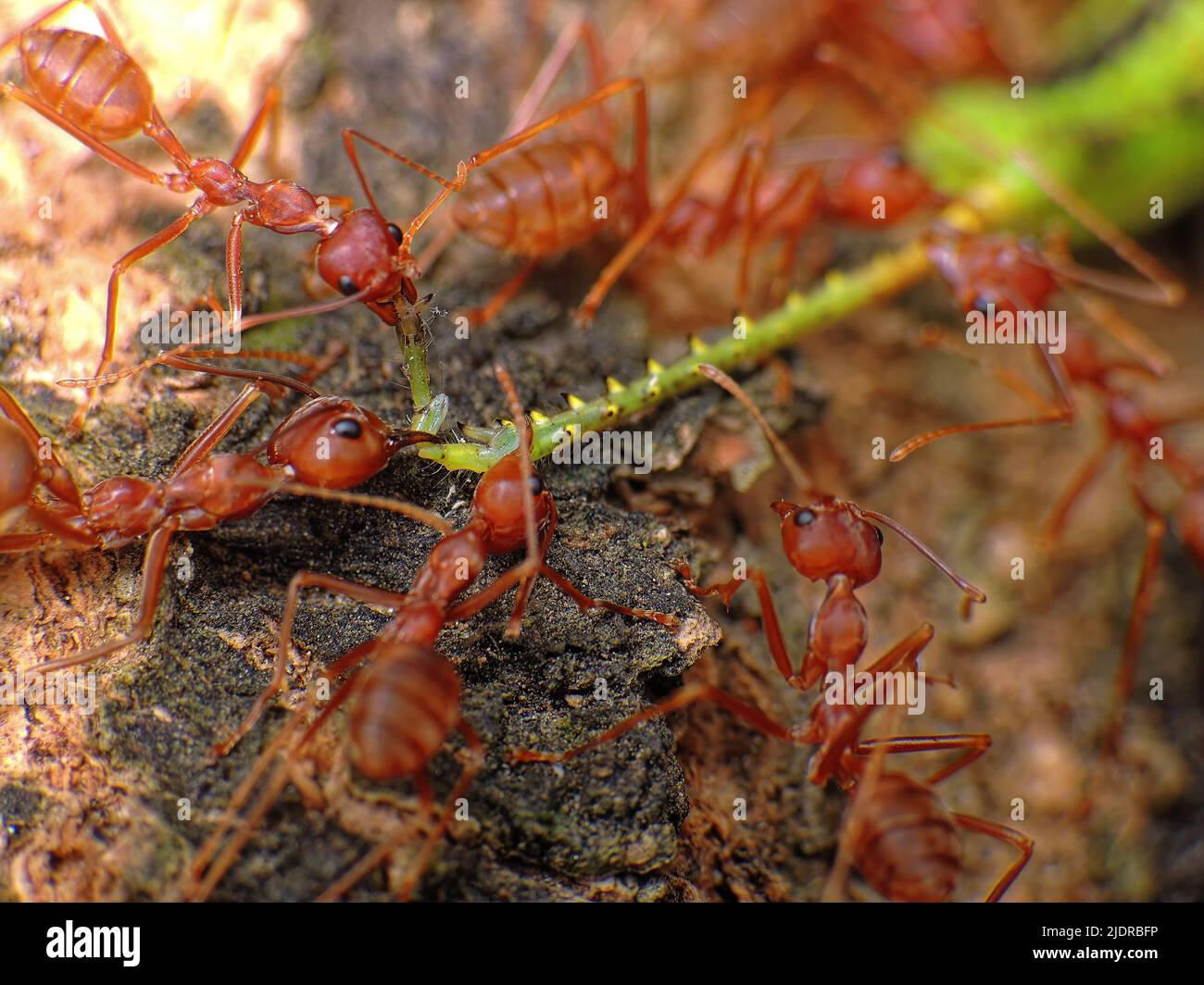 Ants eating insect bee hi-res stock photography and images - Alamy