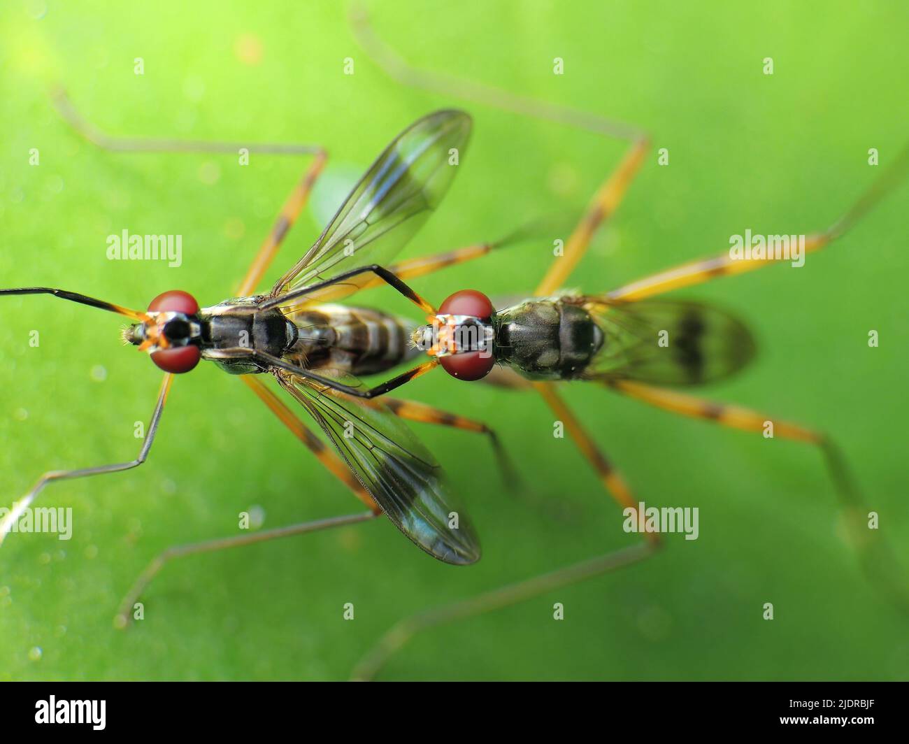 close-up of insects wildlife around the garden Stock Photo - Alamy