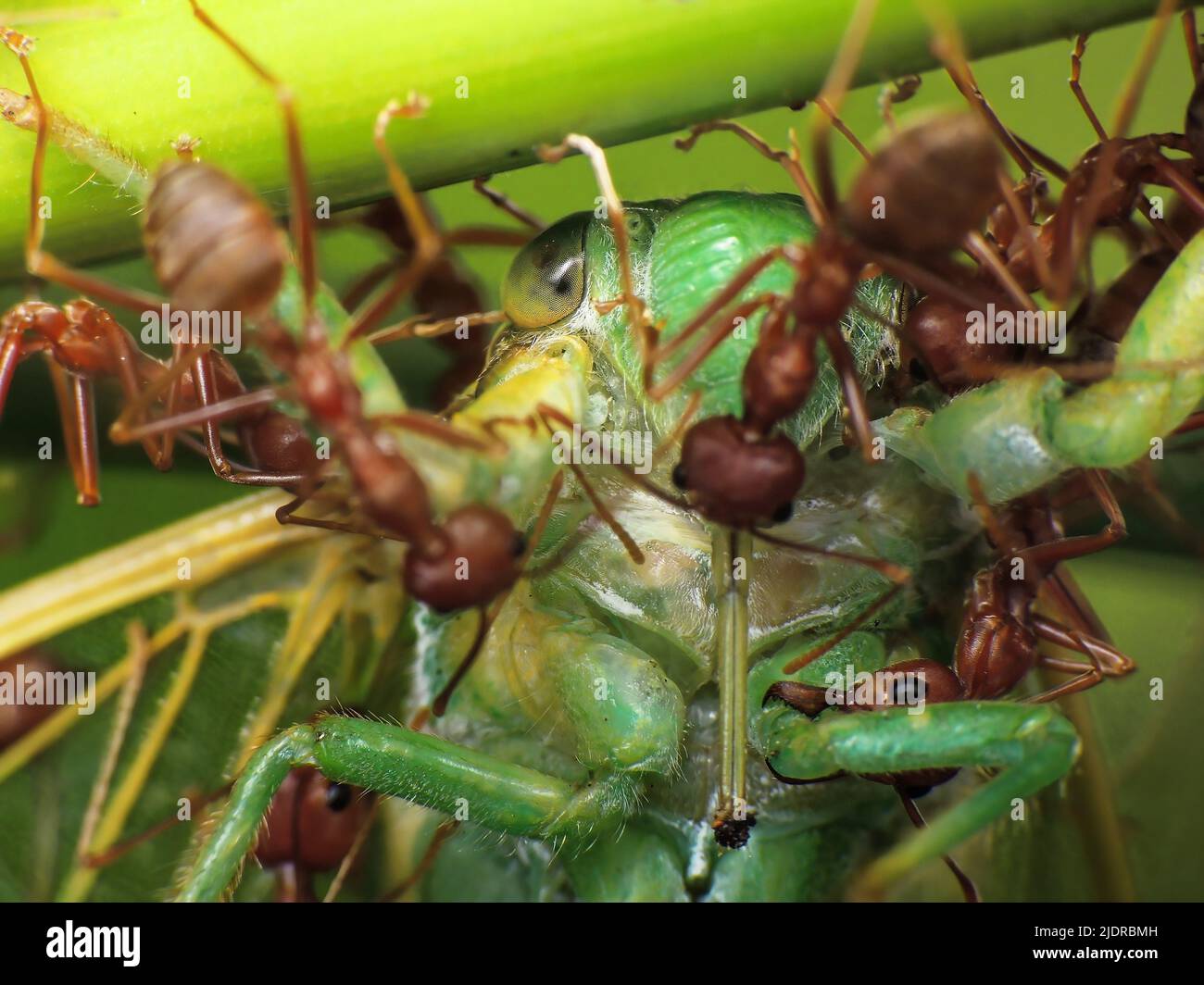 close-up of insects wildlife around the garden Stock Photo - Alamy