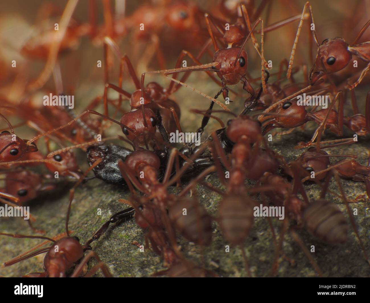 close-up of insects wildlife around the garden Stock Photo - Alamy