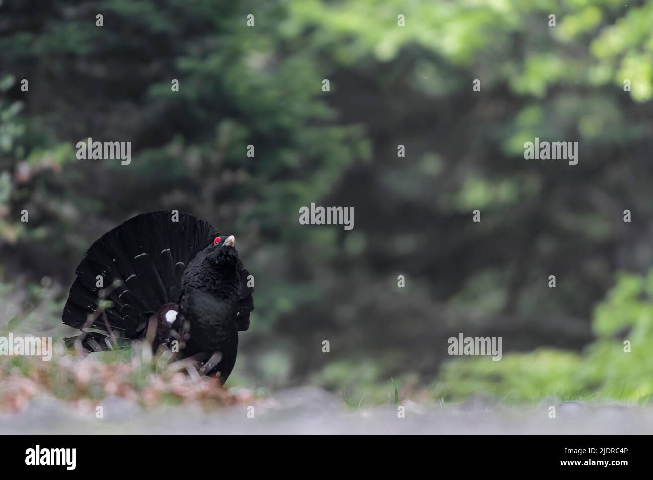 The King of grouse family, fine art portrait of Western capercaillie ...