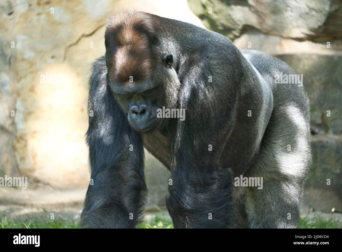 Gorilla, Silver back. The herbivorous big ape is impressive and strong ...