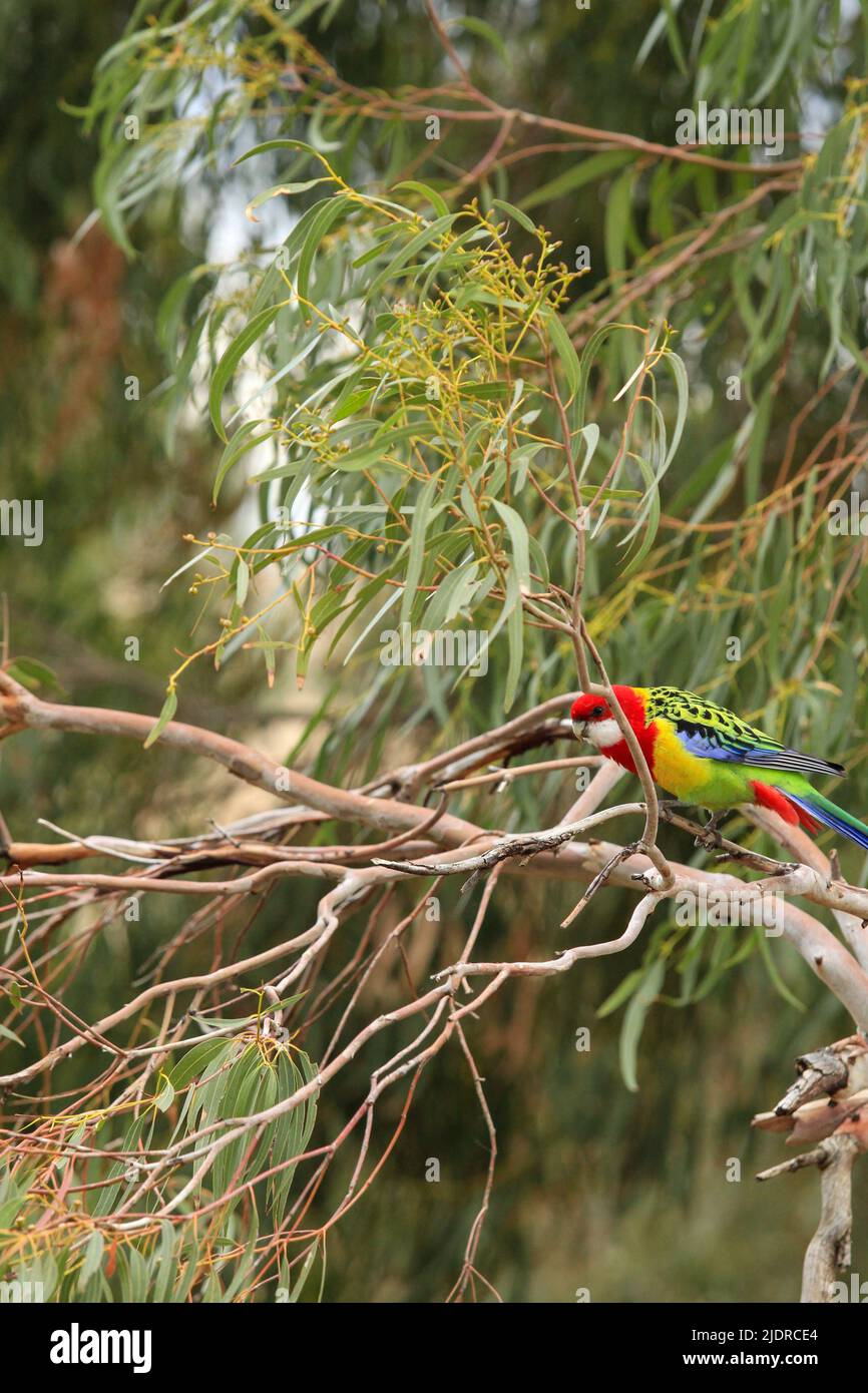 red green yellow parrot Stock Photo - Alamy