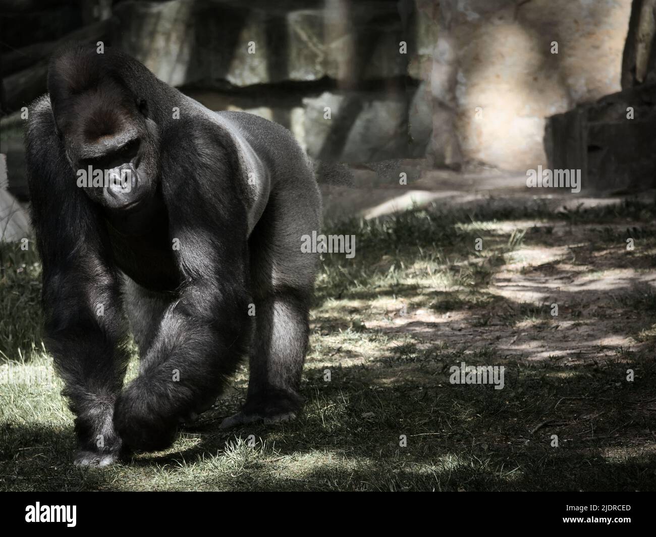 Gorilla, Silver back. The herbivorous big ape is impressive and strong ...