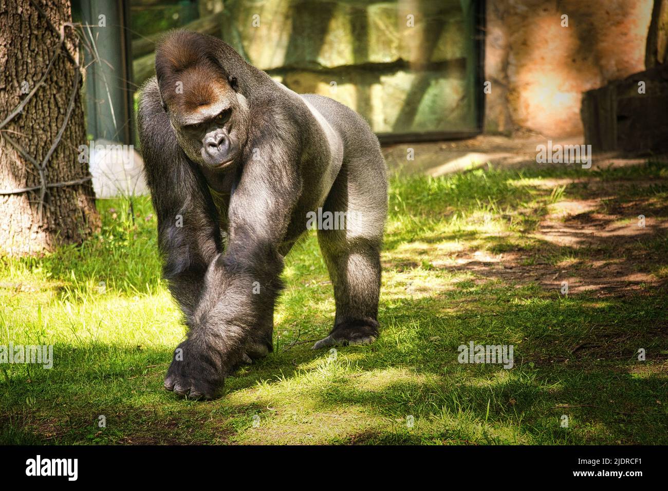 Gorilla, Silver back. The herbivorous big ape is impressive and strong ...