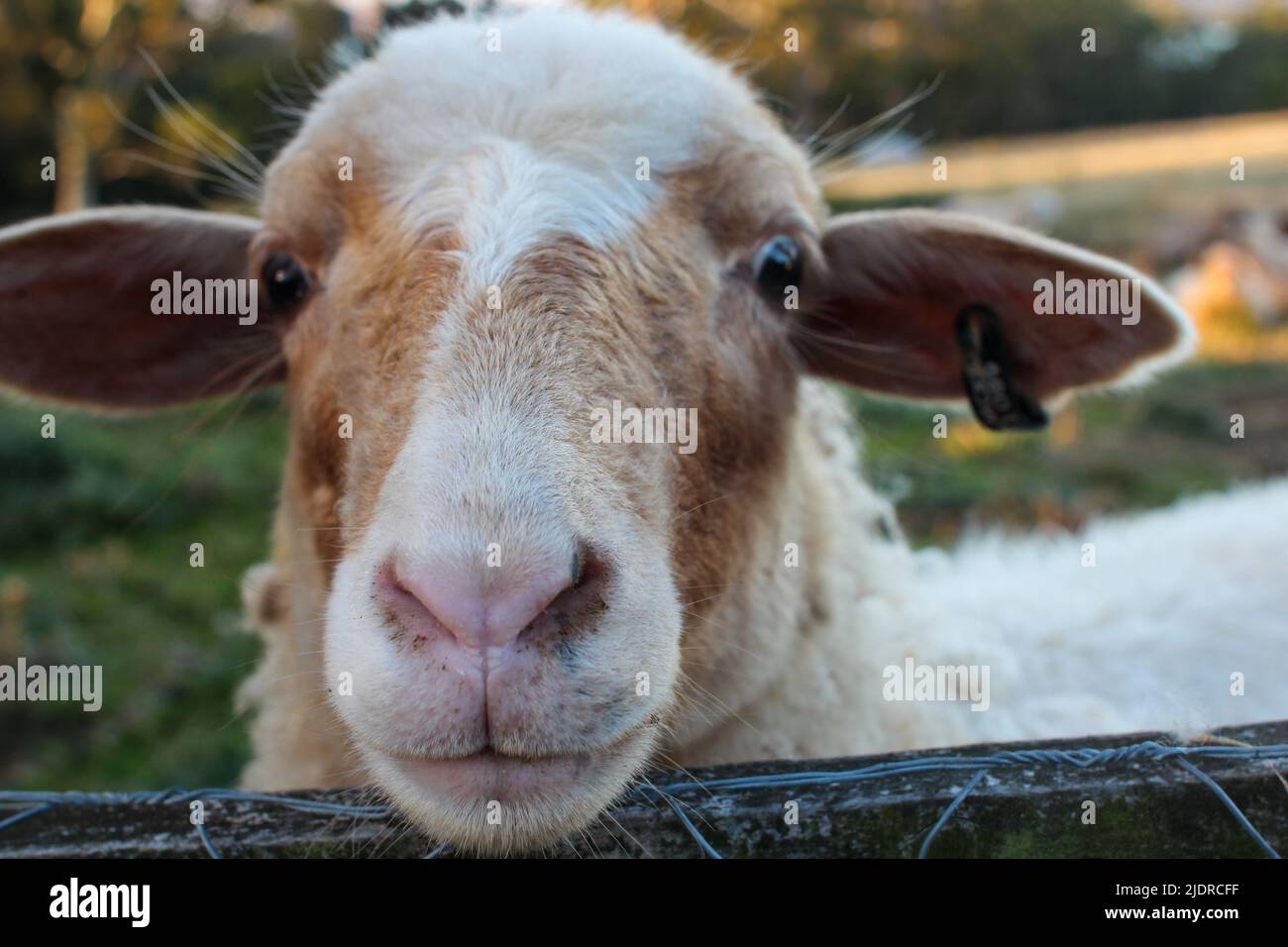 Australia Tasmania close up of sheep Stock Photo - Alamy