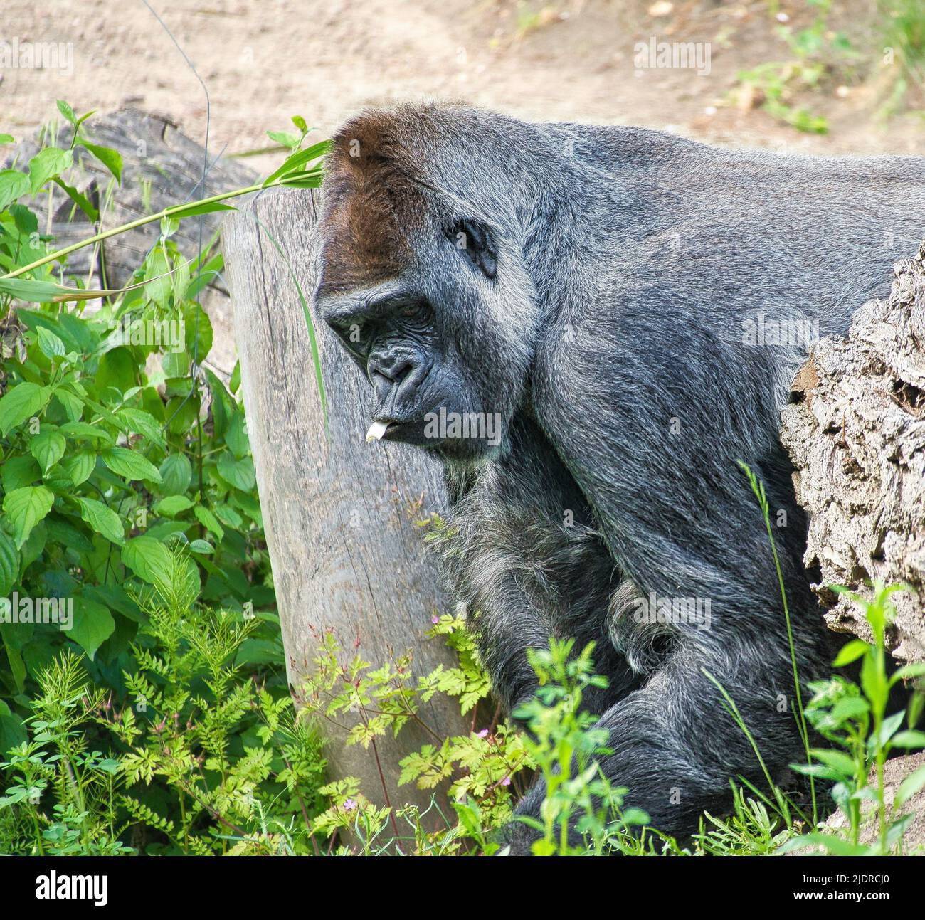 Gorilla, Silver back. The herbivorous big ape is impressive and strong ...