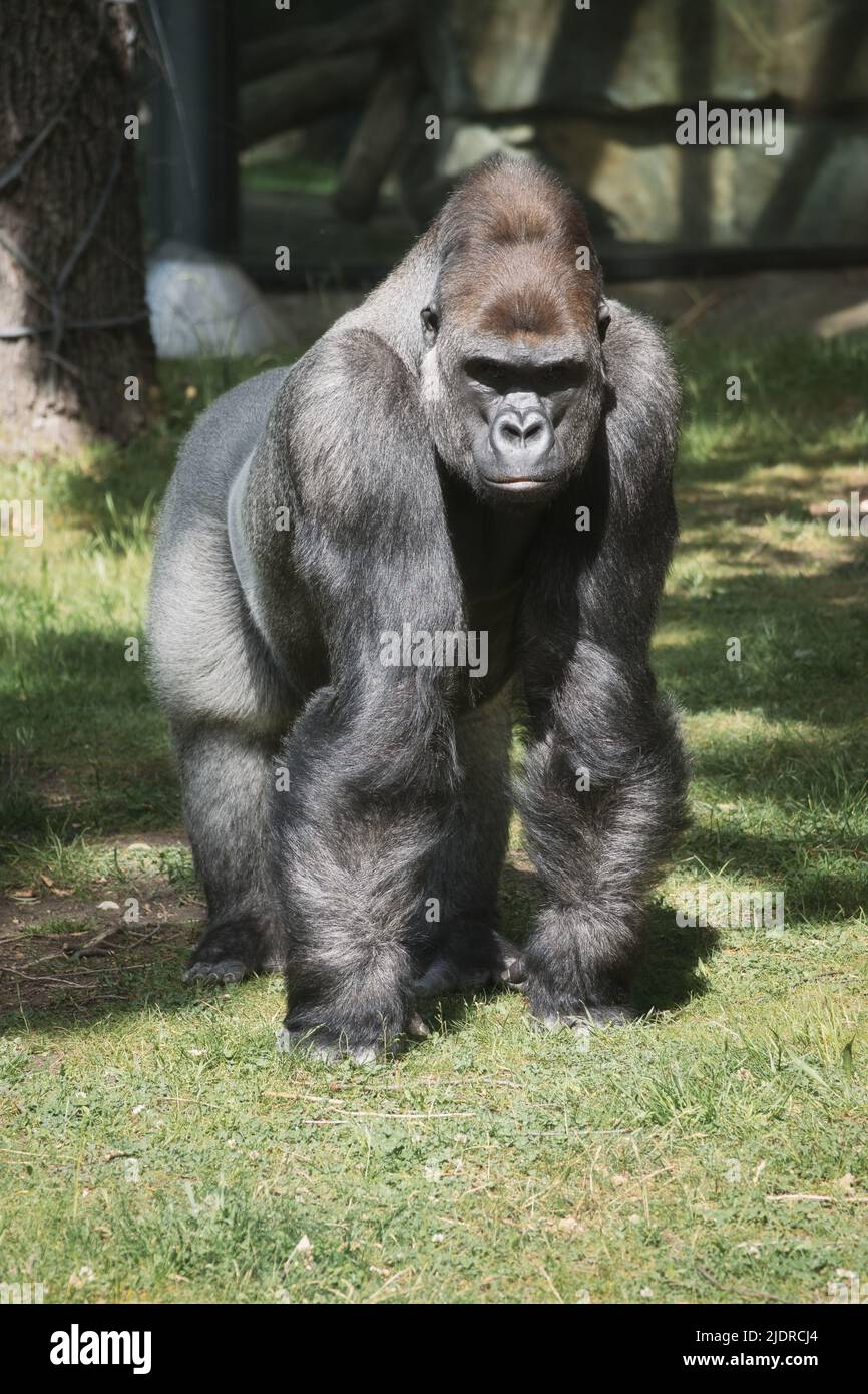Gorilla, Silver back. The herbivorous big ape is impressive and strong ...