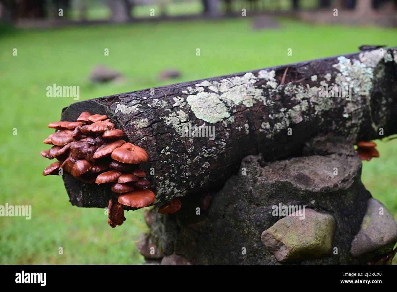 Mold on wood hi-res stock photography and images - Alamy
