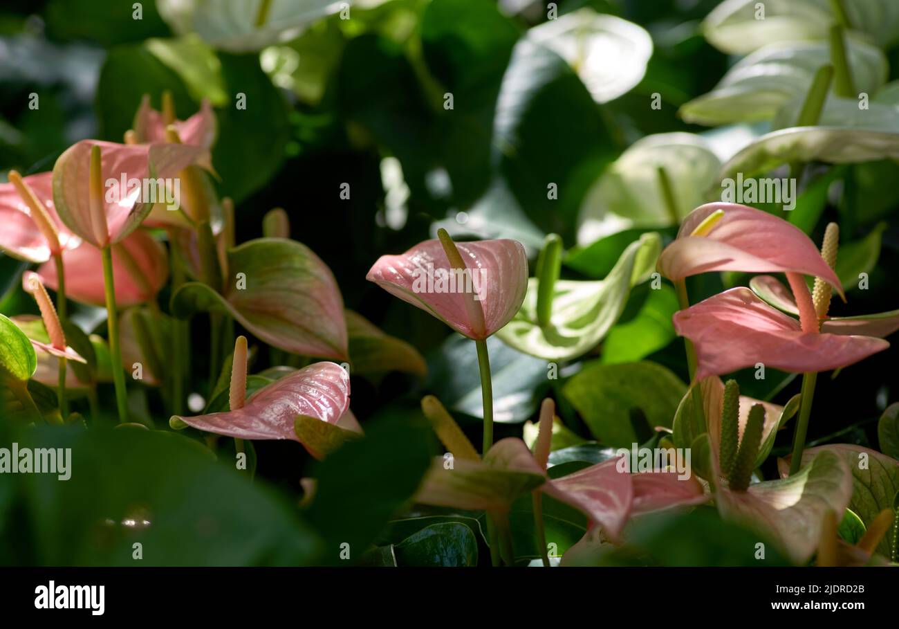 Anthuriums flower hi-res stock photography and images - Alamy