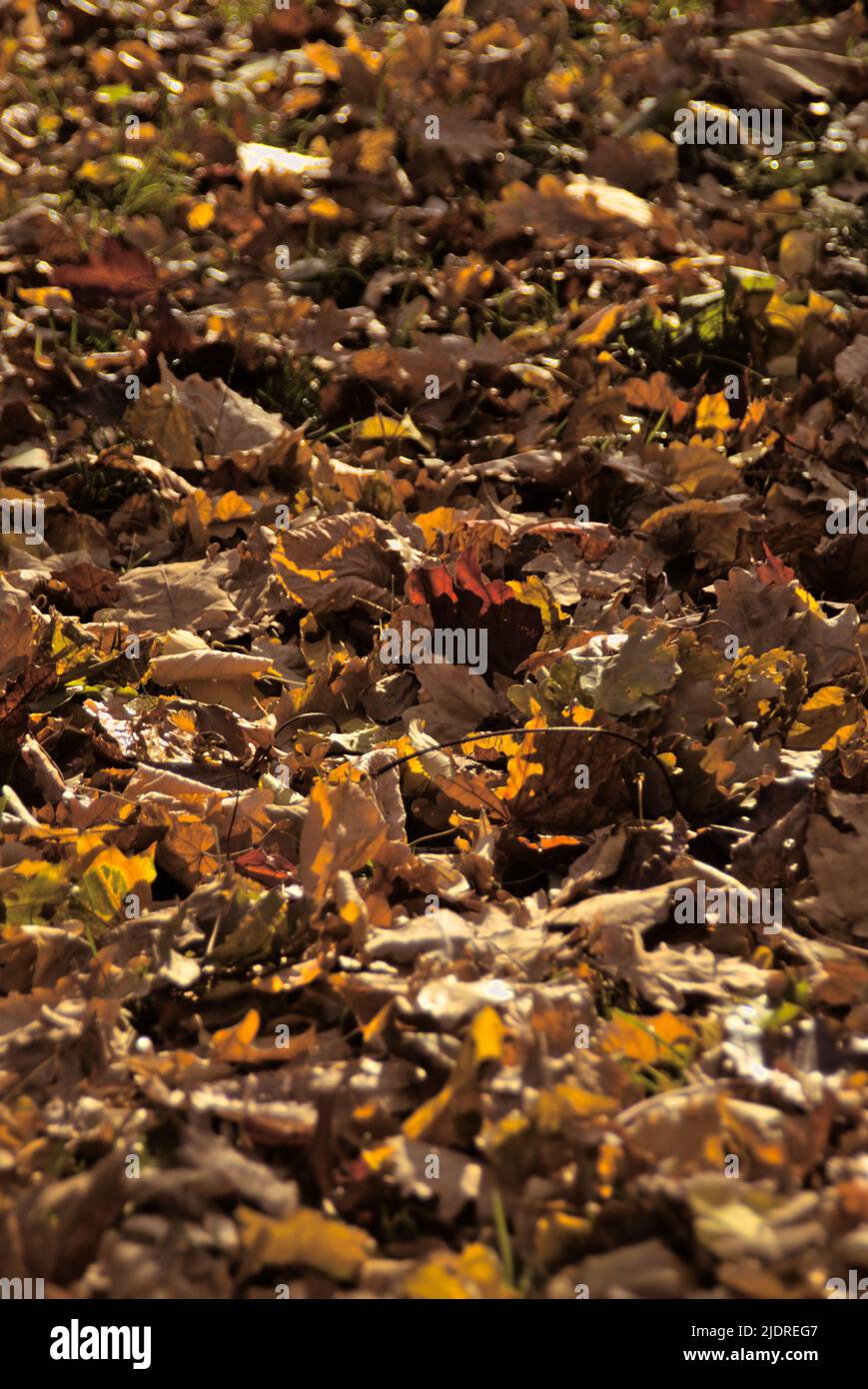 Ocotber hi-res stock photography and images - Alamy