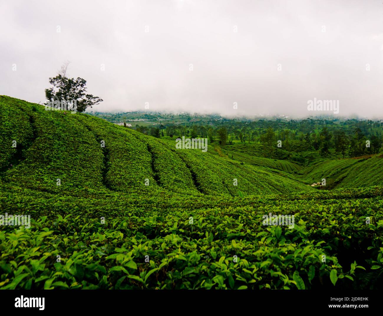 Tea Plantation in Wonosobo, Indonesia Stock Photo - Alamy