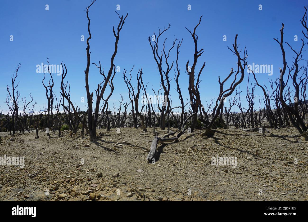 Dead Forest at Mount Papandayan, Indonesia Stock Photo - Alamy Dead Forest at Mount Papandayan, Indonesia Stock Photo - Alamy