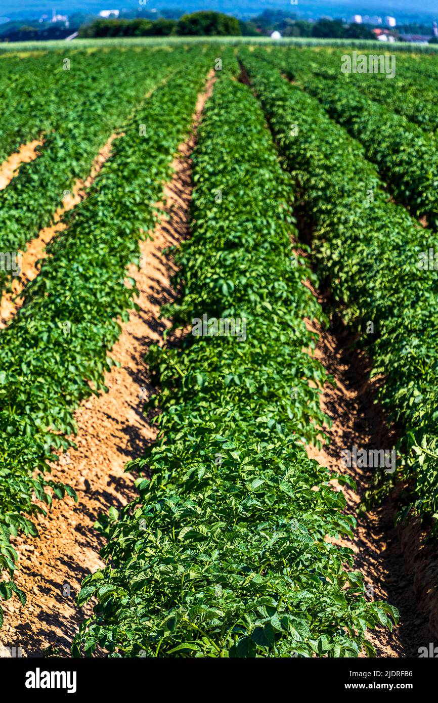 Potato field panorama hi-res stock photography and images - Alamy