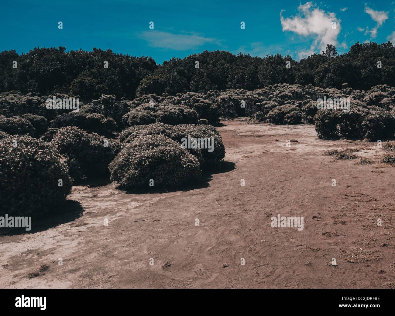 Edelweiss edelweiss hi-res stock photography and images - Alamy