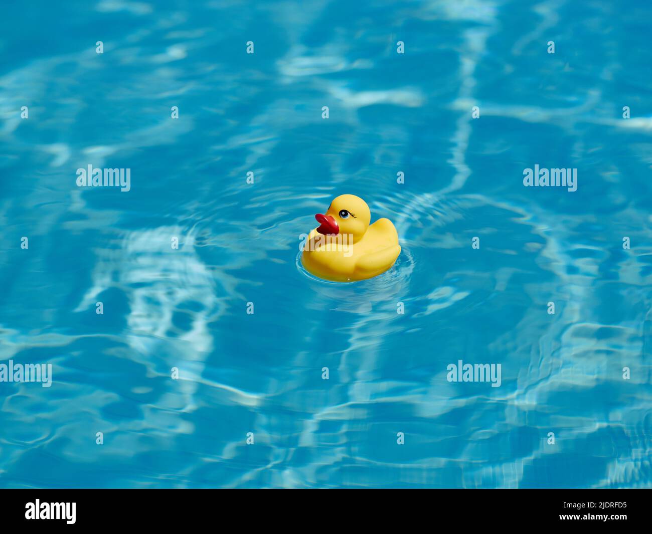 Yellow rubber duck floating in a pool Stock Photo - Alamy