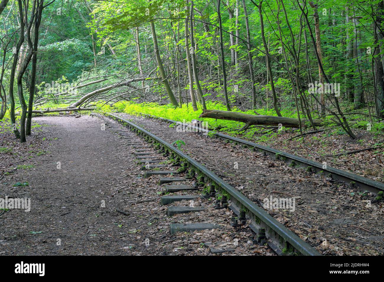 Railroad tracks blocked by a fallen tree in the forest in Poland Stock ...
