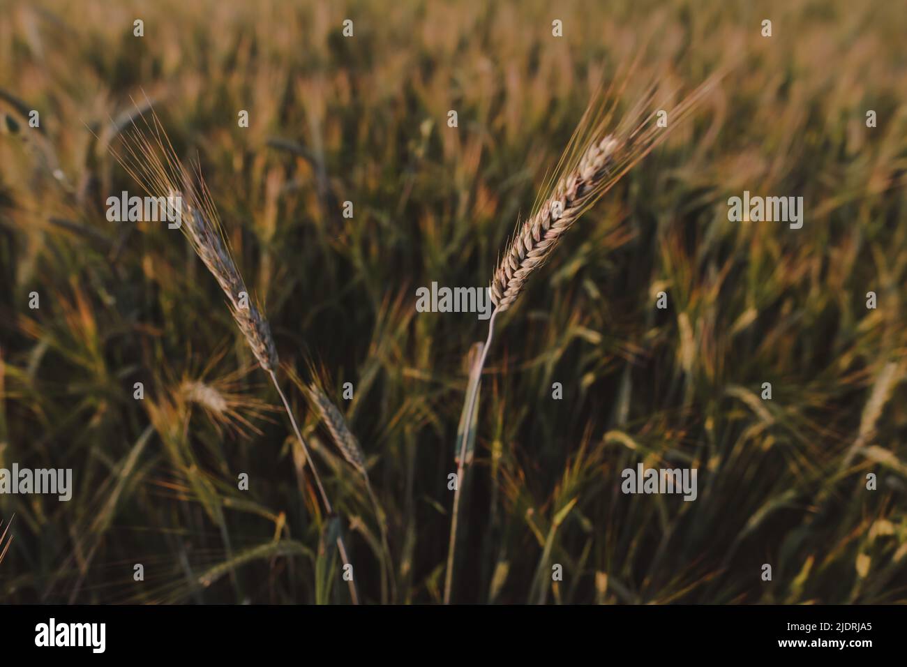 Wildflower field texture hi-res stock photography and images - Alamy