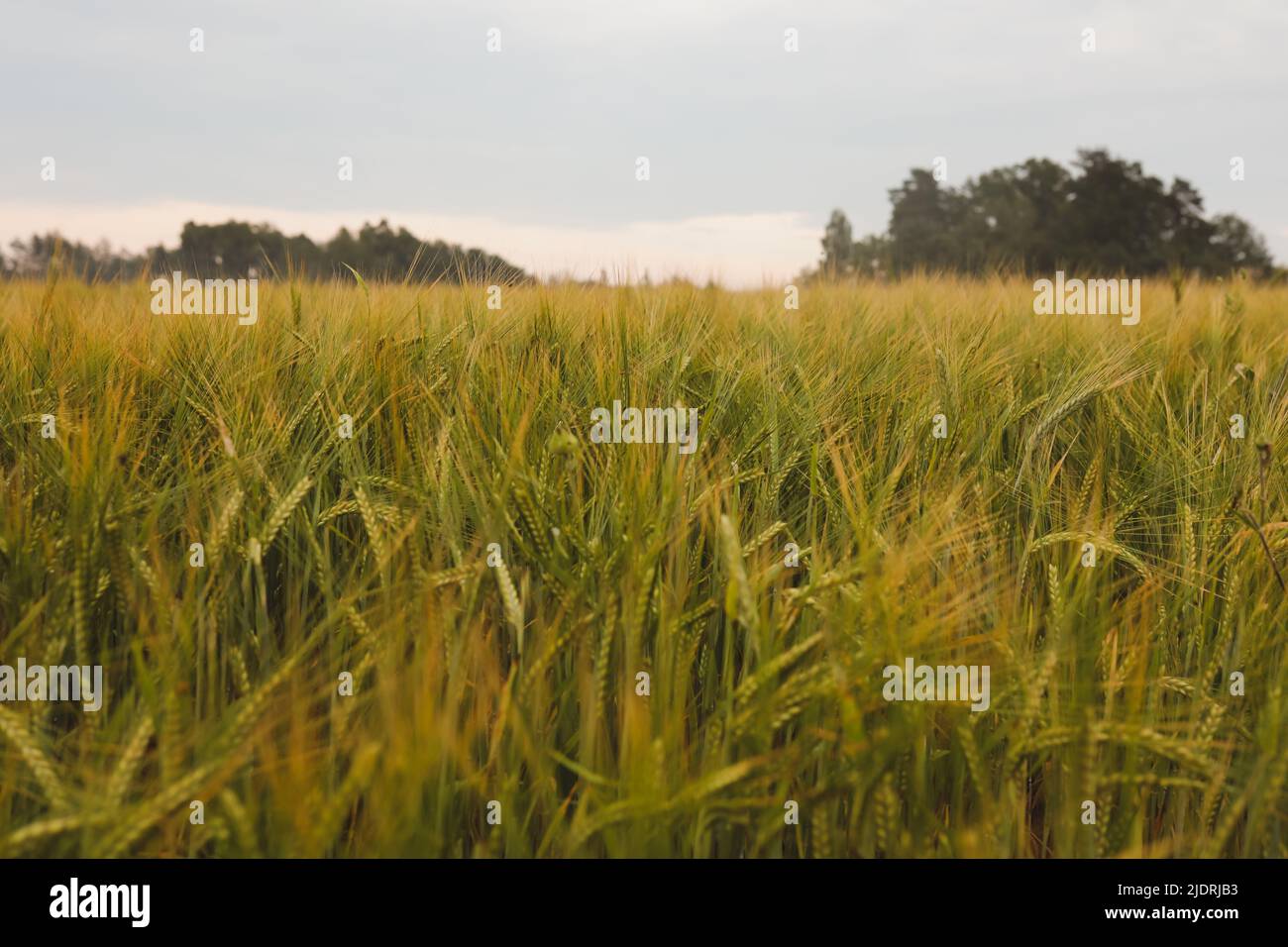 texture of wheat crops growing in the field Stock Photo - Alamy