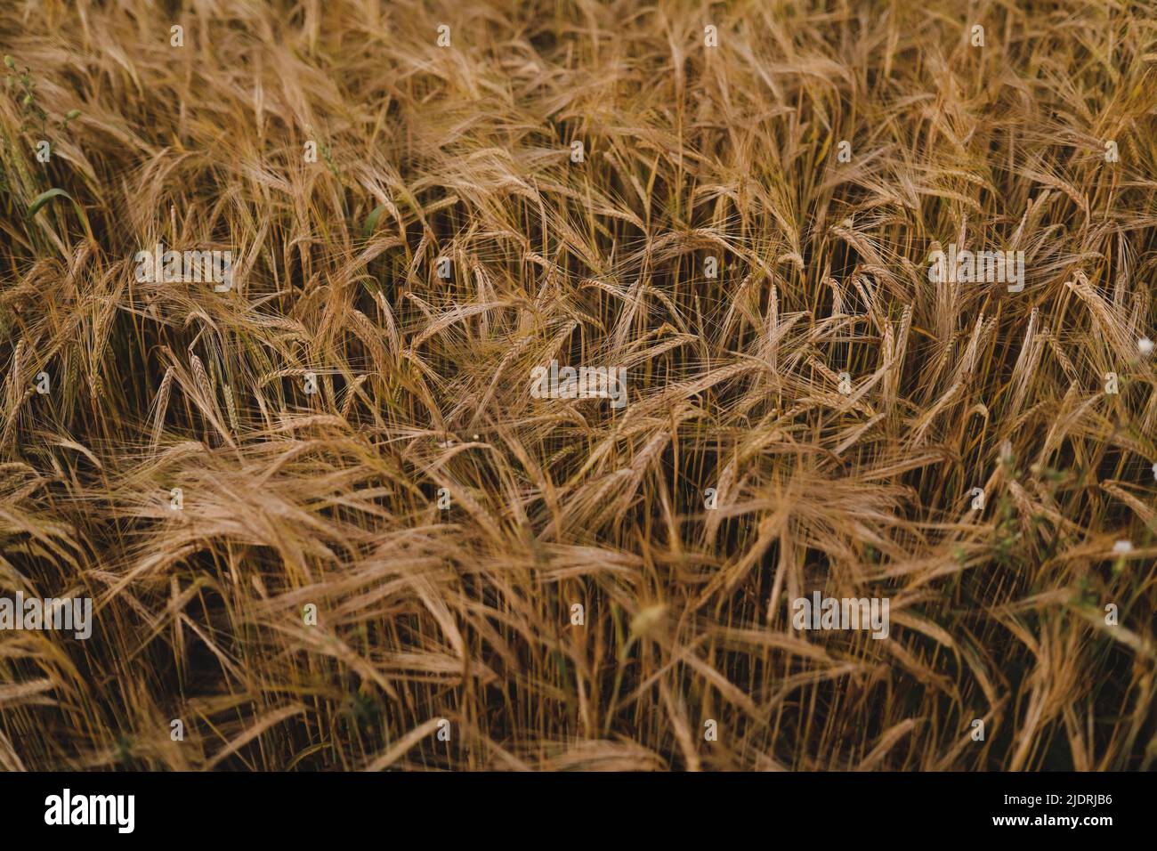 texture of wheat crops growing in the field Stock Photo - Alamy