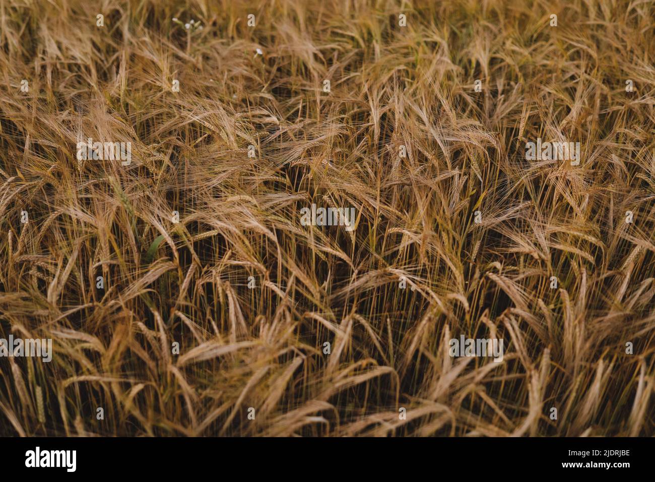 texture of wheat crops growing in the field Stock Photo - Alamy