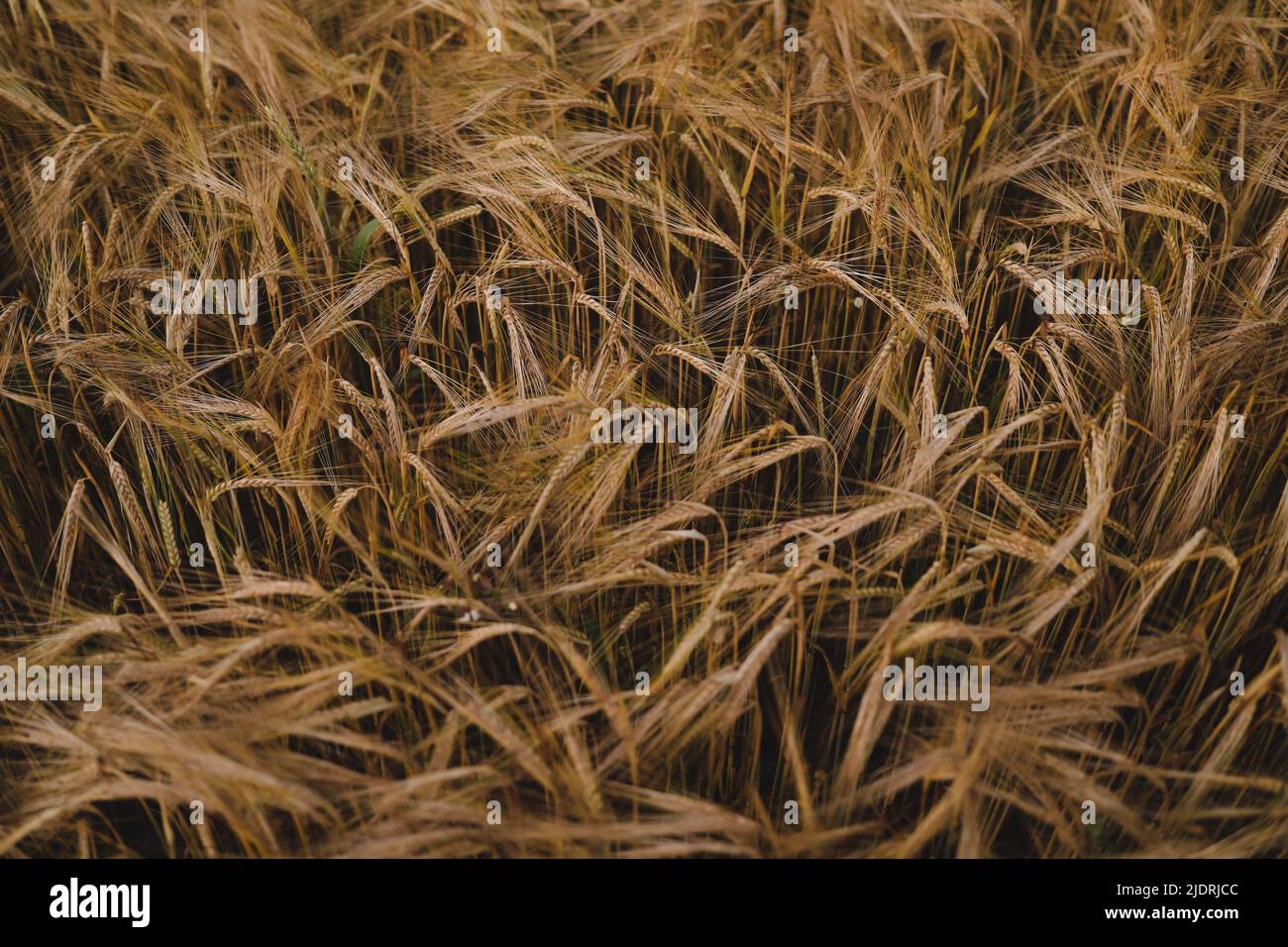 texture of wheat crops growing in the field Stock Photo - Alamy