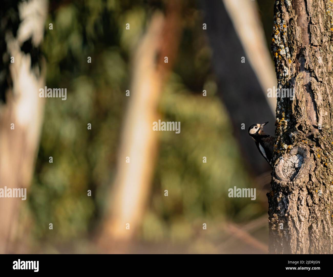 Woodpecker poking its head out from behind the tree trunk Stock Photo ...