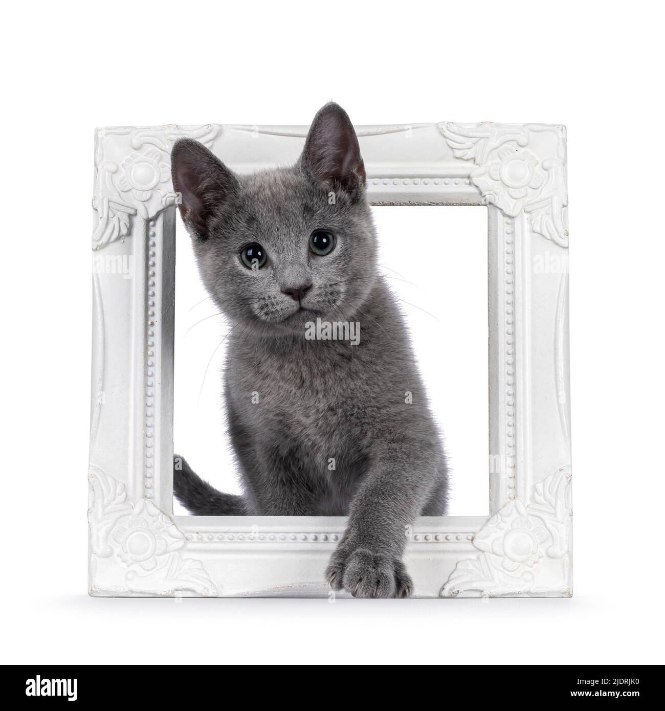 Excellent typed Russian Blue cat kitten, standing through white picture ...