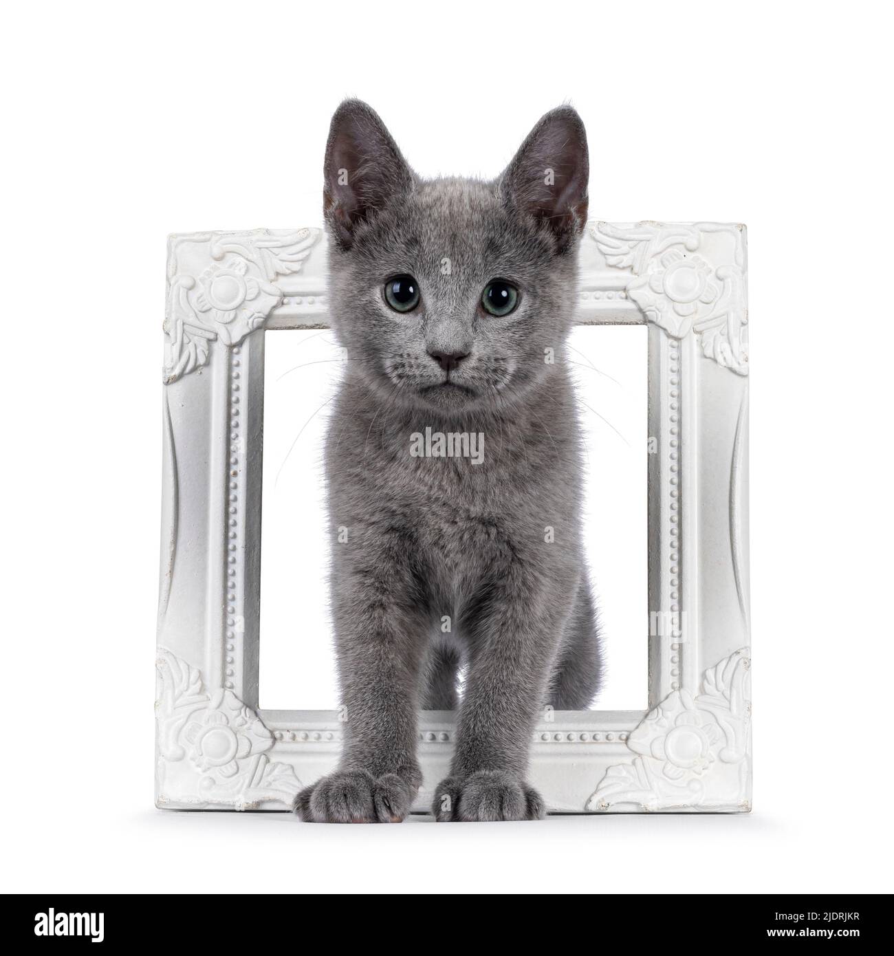Excellent typed Russian Blue cat kitten, standing through white picture ...
