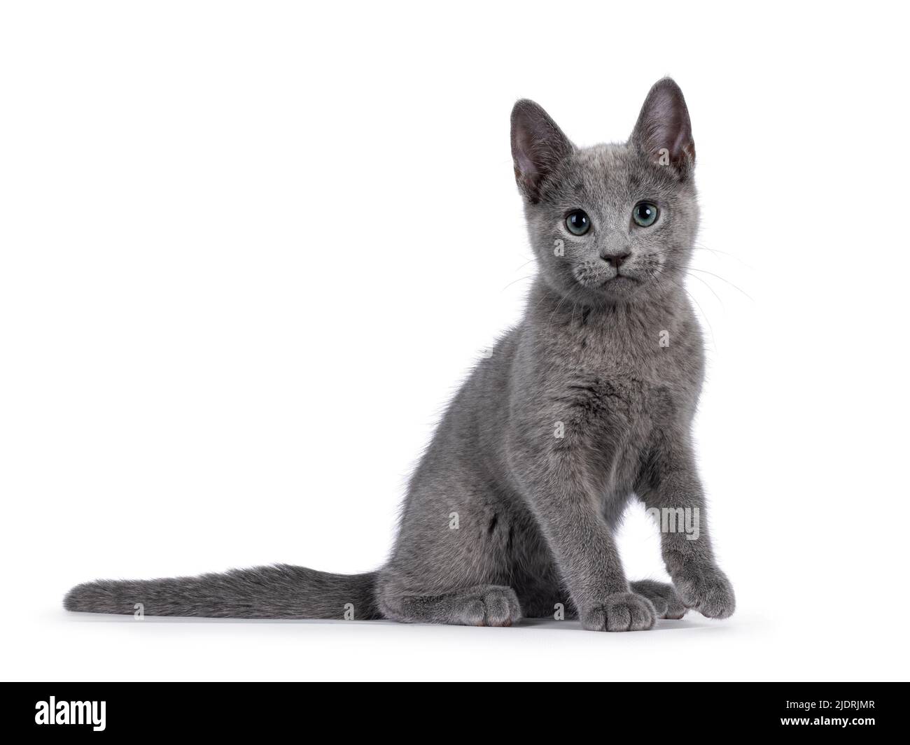 Excellent typed Russian Blue cat kitten, sitting up side ways. Looking ...