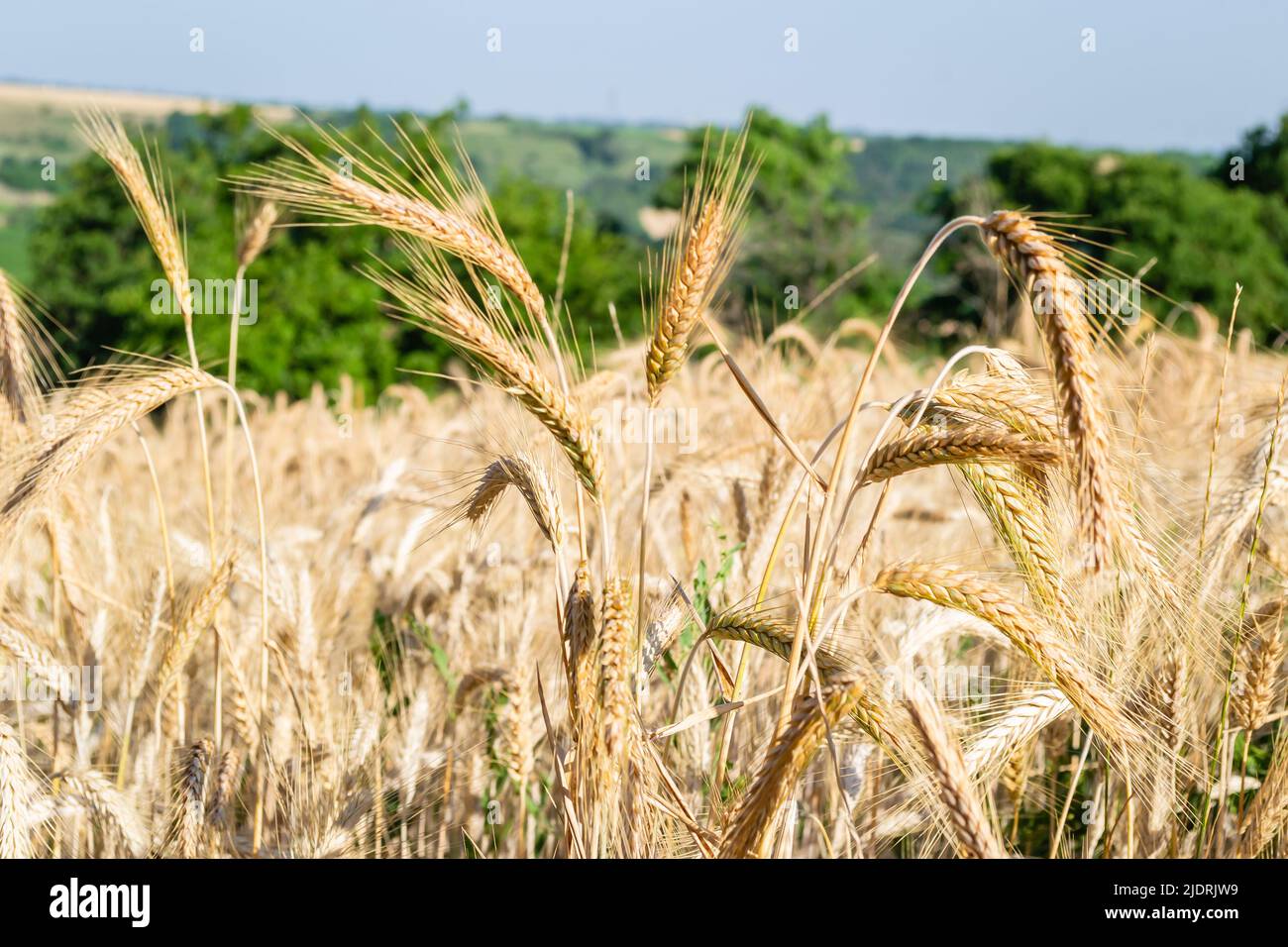 Yellow grain spikes ready for harvest growing in a farm field with ...