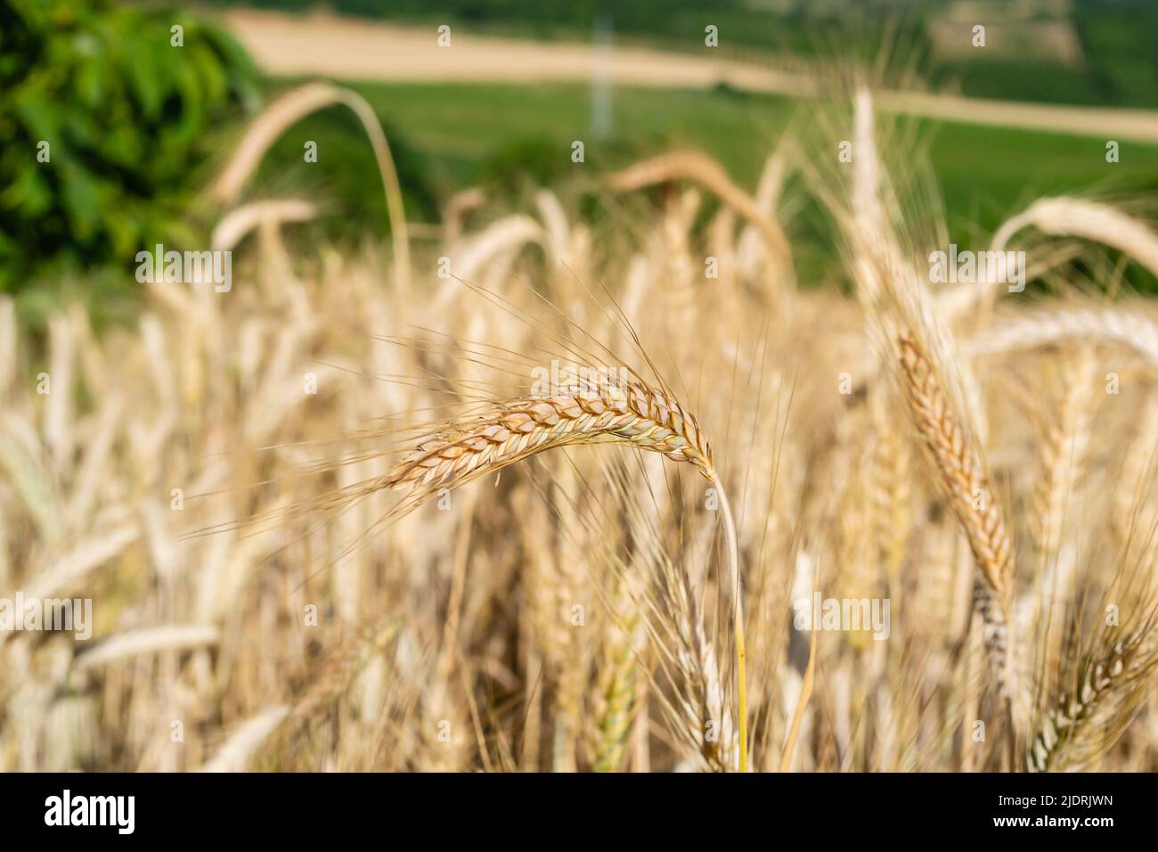 Yellow grain spikes ready for harvest growing in a farm field with ...