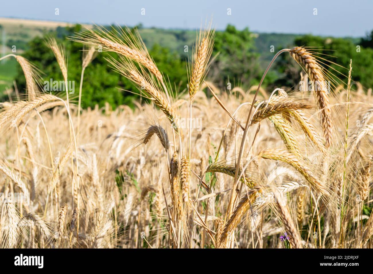 Yellow grain spikes ready for harvest growing in a farm field with ...